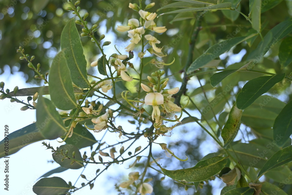 Japanese pagoda tree ( Sophola japonica ) leaves and flowers. Fabaceae ...