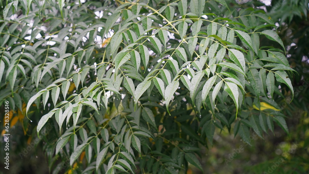 Azadirachta indica - A branch of neem tree leaves. Natural Medicine ...