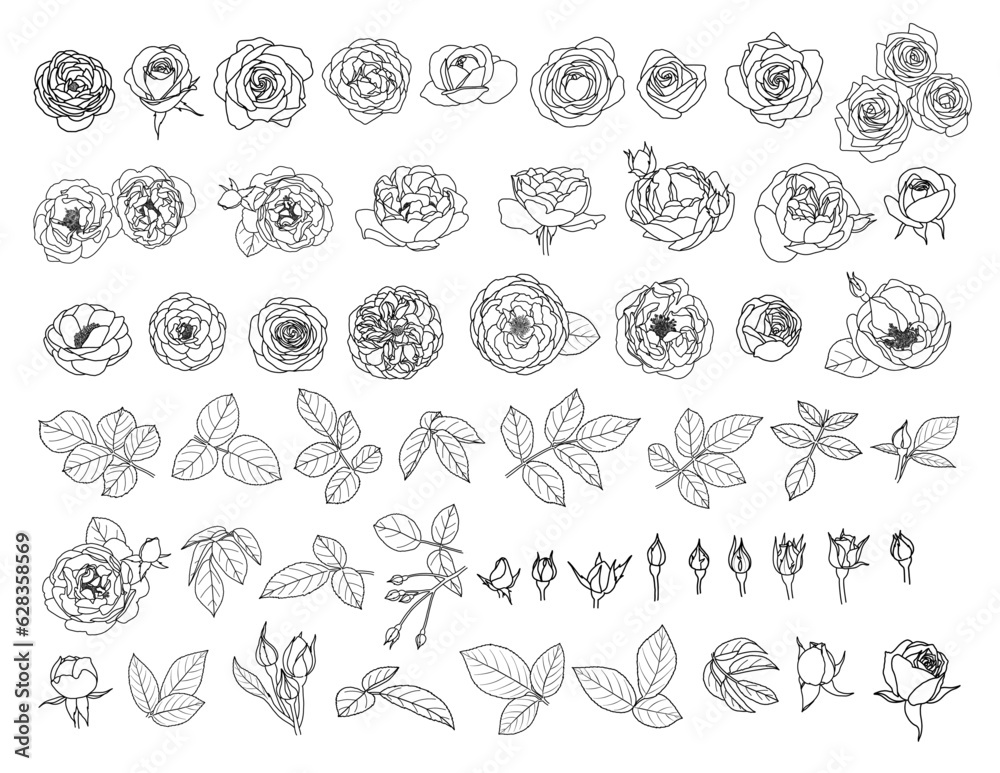Rose Fine Line Art, Hand drawn Blooms, Buds, Leaves, Vector Roses, Rose ...