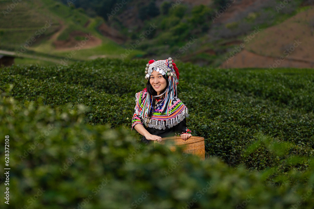 Hill tribe Asian woman in traditional clothes collecting tea leaves with basket in tea ...
