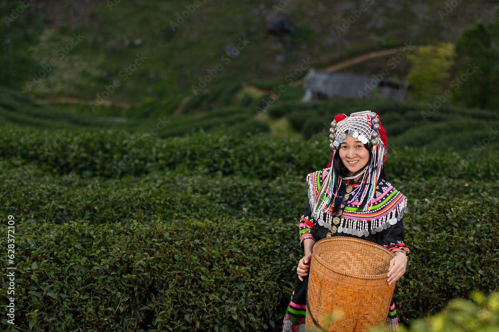 Hill tribe Asian woman in traditional clothes collecting tea leaves with basket in tea ...