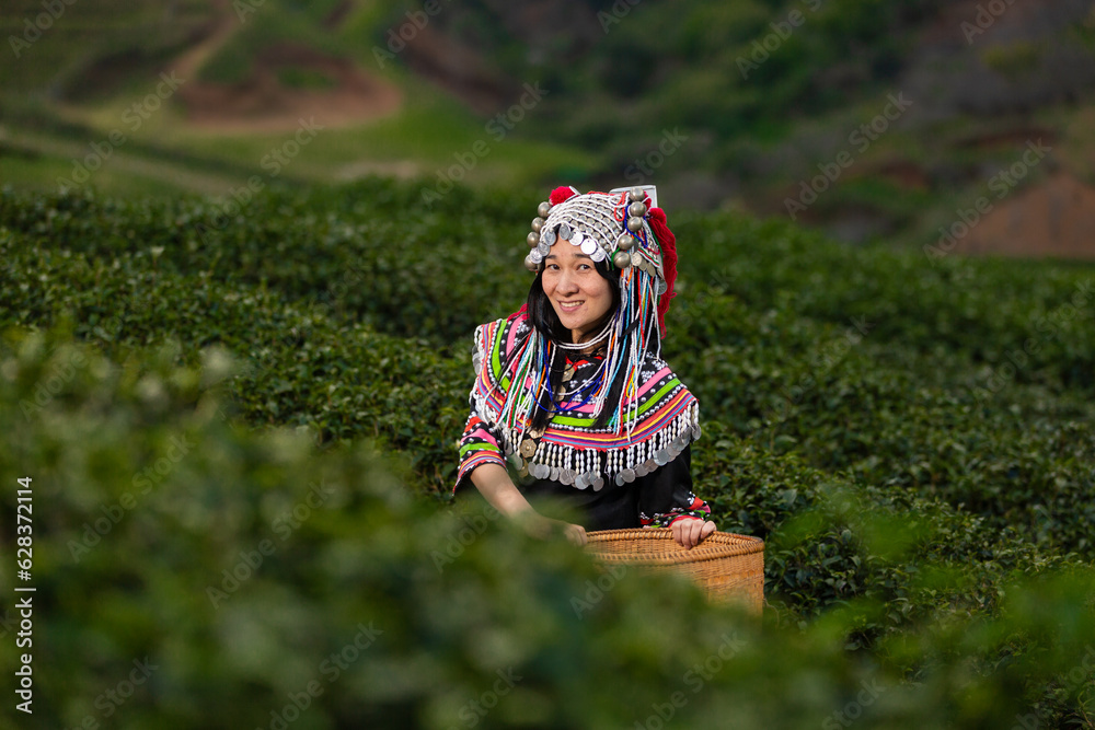 Hill tribe Asian woman in traditional clothes collecting tea leaves with basket in tea ...