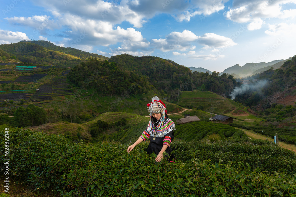 Hill tribe Asian woman in traditional clothes collecting tea leaves with basket in tea ...