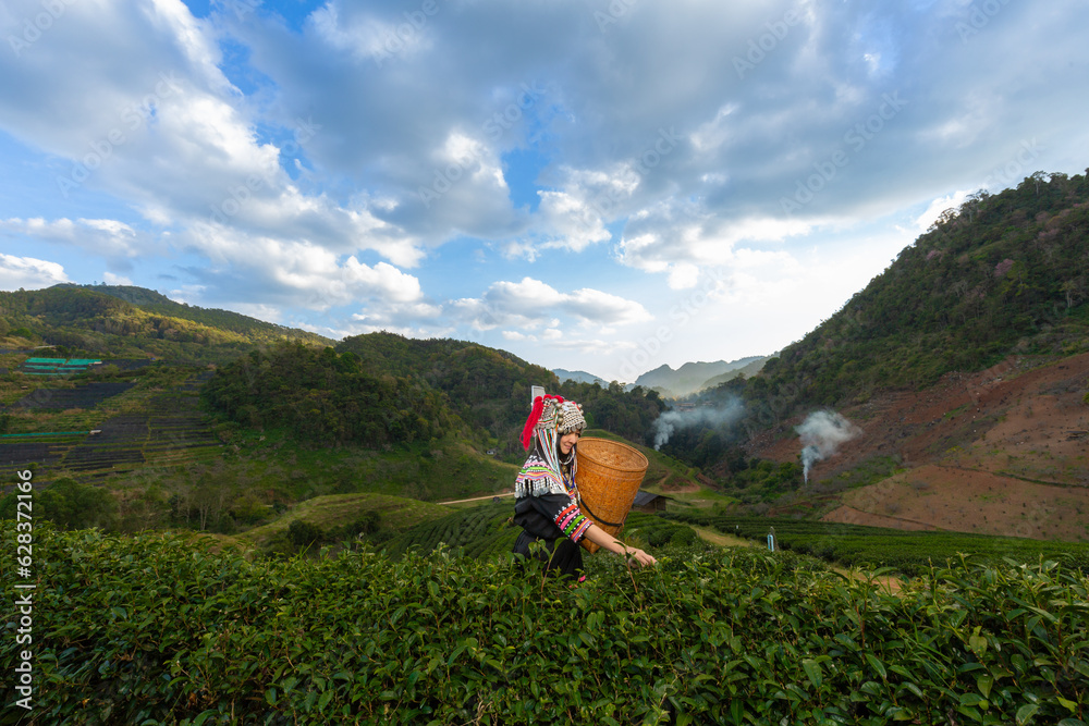 Hill tribe Asian woman in traditional clothes collecting tea leaves with basket in tea ...