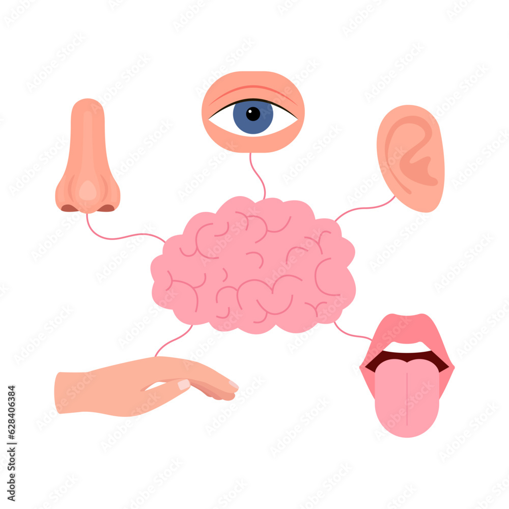 Brain connection with five human senses, hearing, vision, smell, taste ...