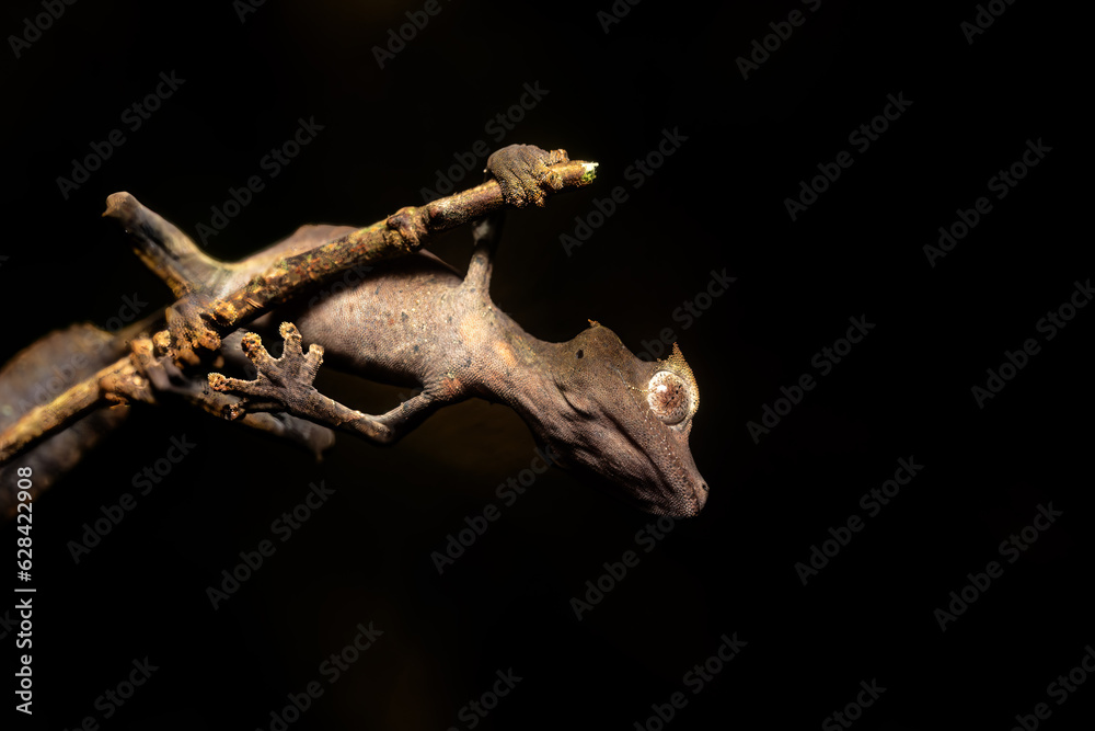 Satanic leaf-tailed gecko (Uroplatus phantasticus), eyelash leaf-tailed gecko or phantastic leaf ...