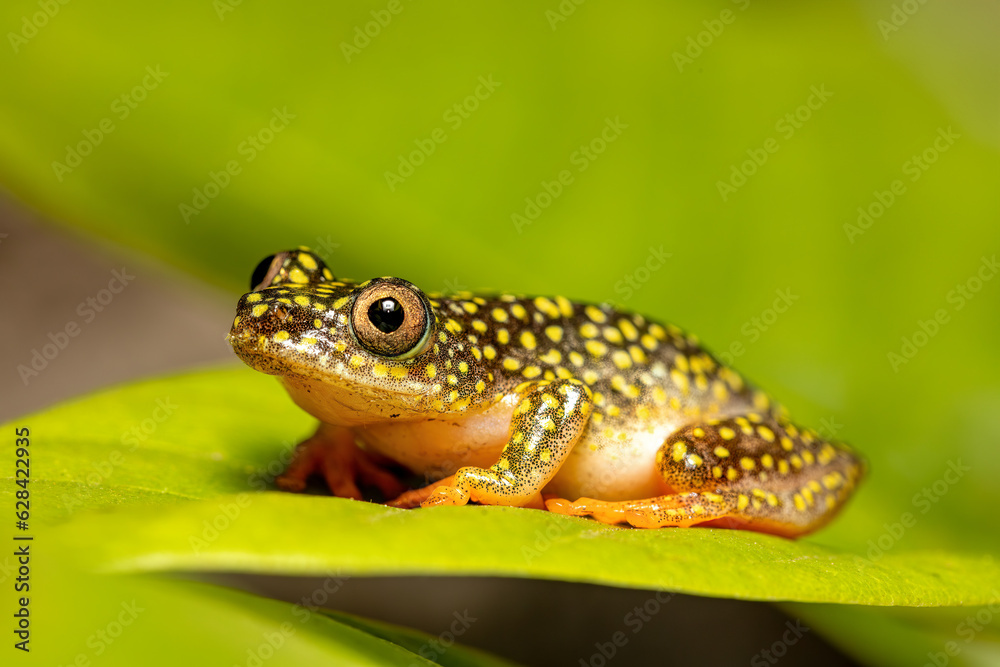 Starry Night Reed Frog, (Heterixalus alboguttatus) species of endemic ...