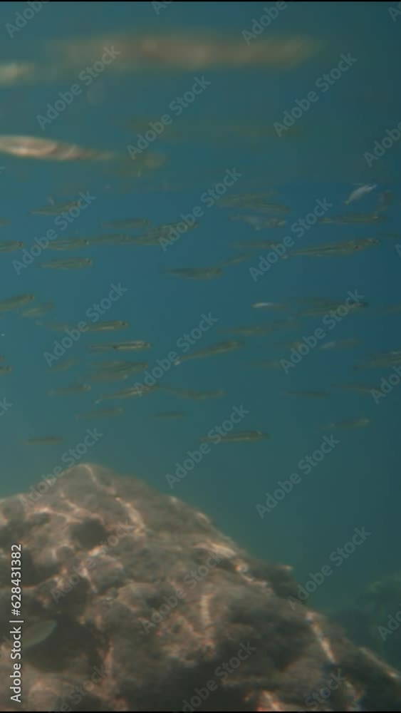 Vertical video. The camera underwater captures the blue seawater and a ...