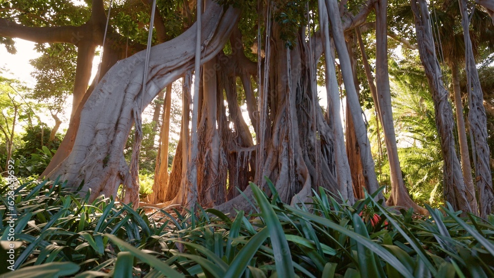 Huge ficus macrophylla tree in botanical garden on Tenerife island ...