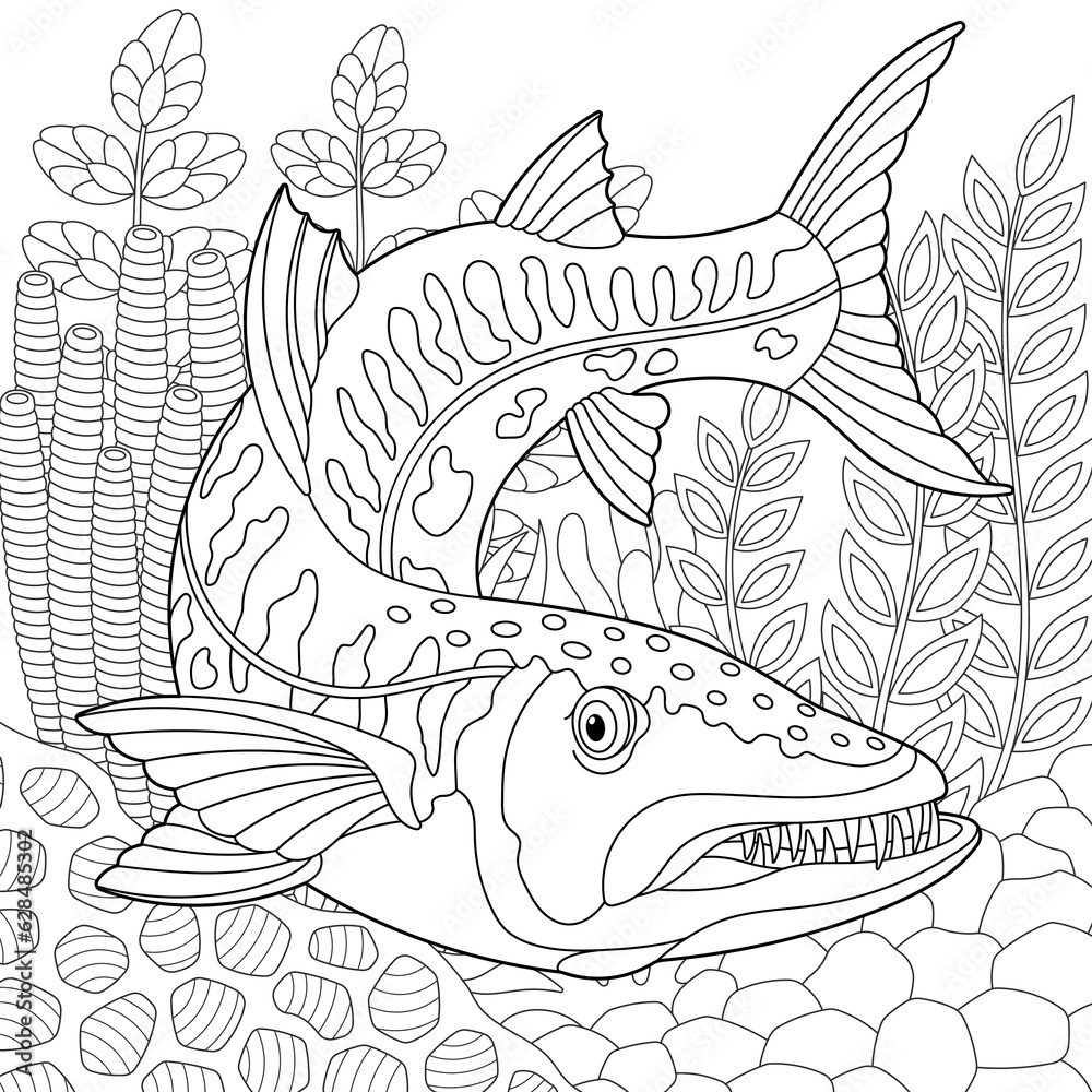 Adult colouring page with a barracuda fish. Outline intricate ...