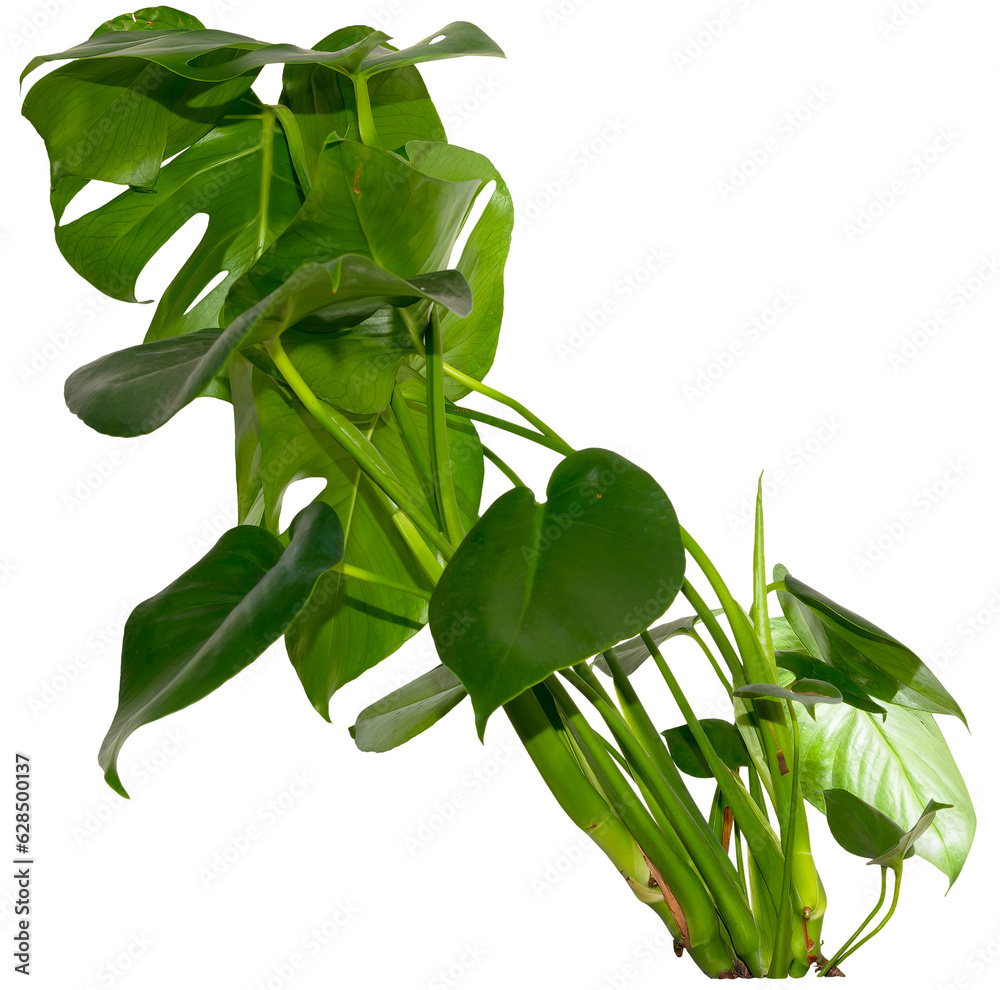 green leaves of Monstera deliciosa / Alocasia Wentii / Strelitzia ...