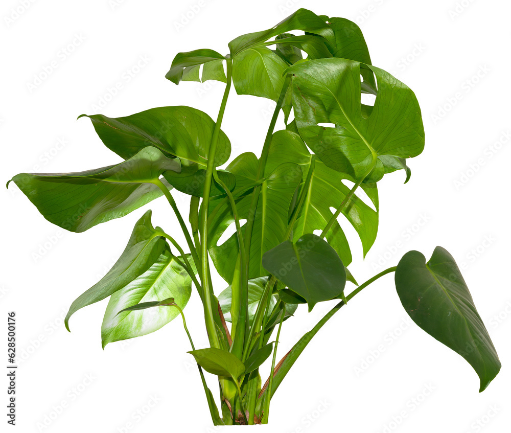 green leaves of Monstera deliciosa / Alocasia Wentii / Strelitzia ...