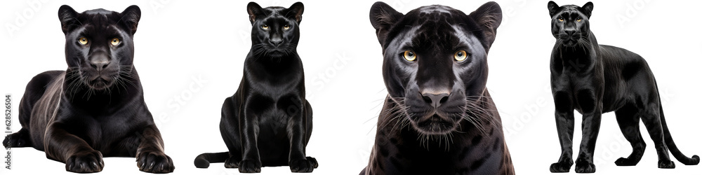 Collection of black panther (portrait, sitting, lying, standing), big ...