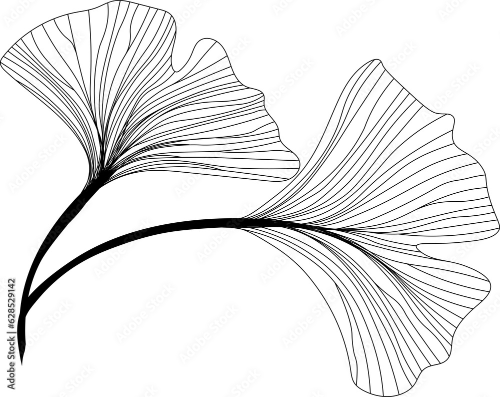 two leaves of ginkgo biloba linear drawing sketch, contour ginkgo line ...
