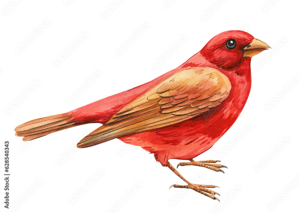 Red bird on isolated white background, Watercolor Hand drawn realistic ...