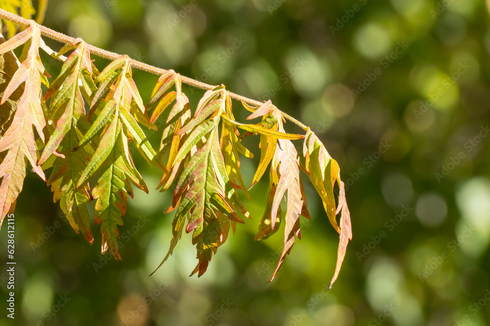 Yellow leaf of staghorn sumac in autumn garden. Rhus typhina laciniata ...