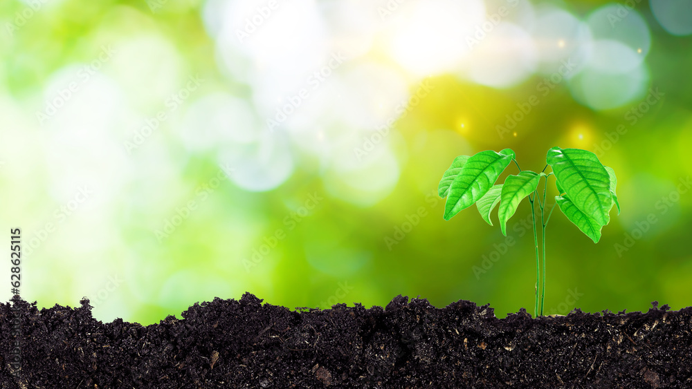 Seedling growing from fertile soil till morning sunlight shining ...