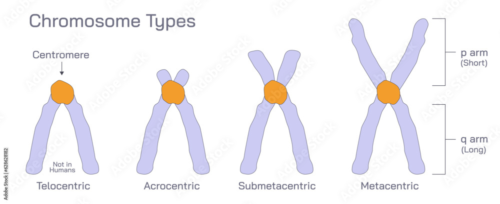 Tyeps of chromosome, Acrocentric, telocentric, submetacentric ...
