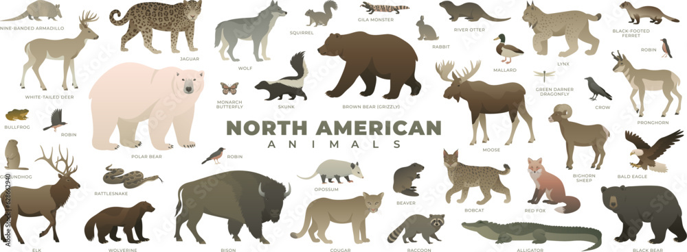 North American animals set. Including bison, polar bear, grizzly ...