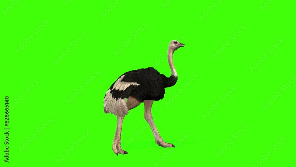 4k Seamless loop animation of an Ostrich running or jumping with a walk ...