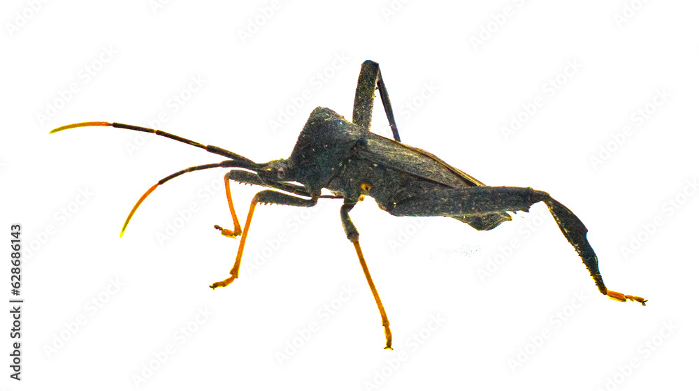 Black and red Acanthocephala terminalis is a species of leaf footed bug ...