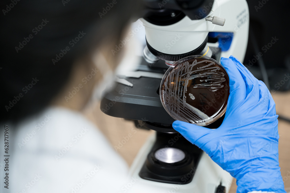 Scientist holding agar plate for diagnosis bacterial or microorganism ...
