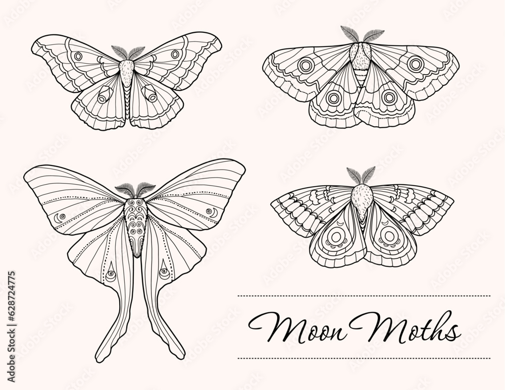 Lunar Moth Vector Illustration, Moon Moth Doodle Set, Vector ...