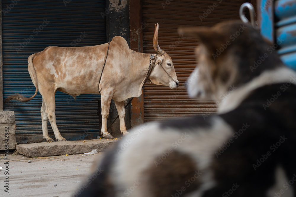 Street dog and Ox on road , ox is tied and dog id free . Indian street ...