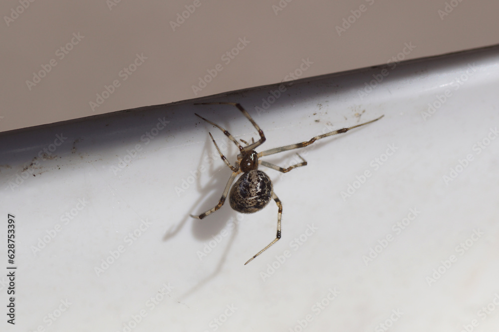 Closeup Common house spider, American house spider (Parasteatoda ...