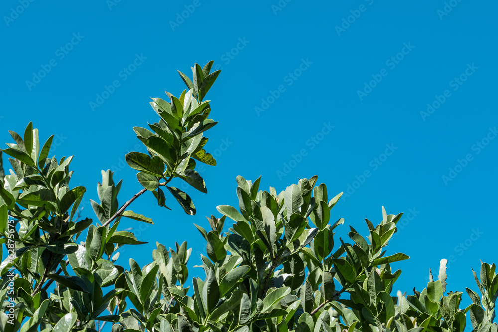 Santalum paniculatum is an evergreen shrub or a tree, Puʻu Huluhulu is ...