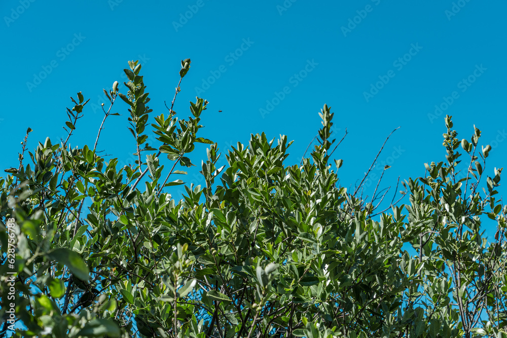 Santalum paniculatum is an evergreen shrub or a tree, Puʻu Huluhulu is ...