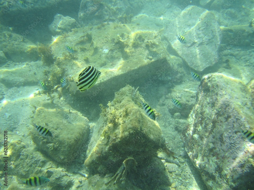 Zebra fishes and rocks under the sea with clear water Stock Photo ...