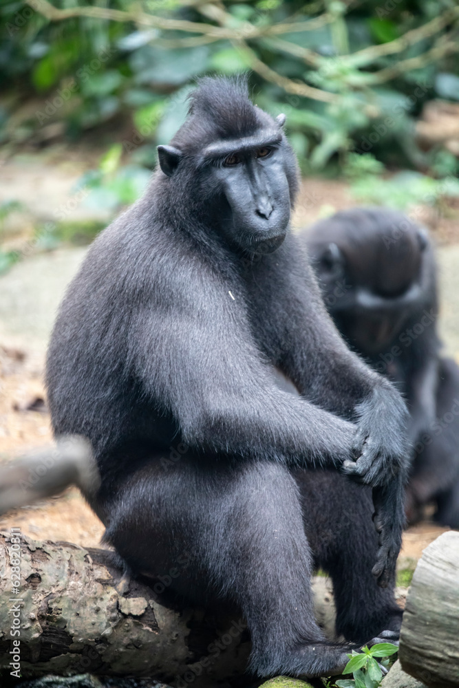 The Celebes crested macaque (Macaca nigra) is an Old World monkey that ...