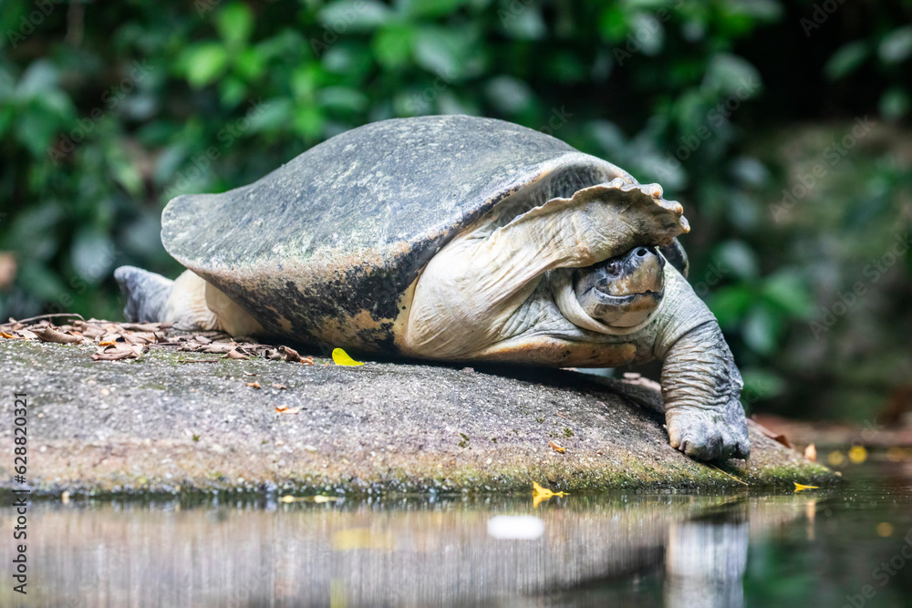 The Burmese roofed turtle (Batagur trivittata) is one of six species of ...