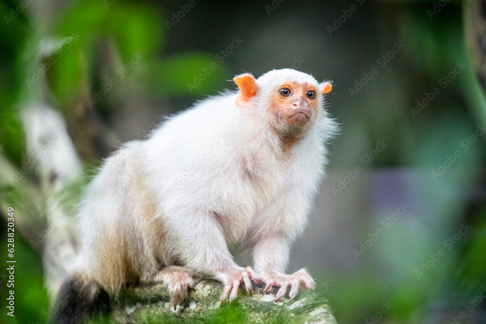 The silvery marmoset (Mico argentatus) is a New World monkey that lives ...