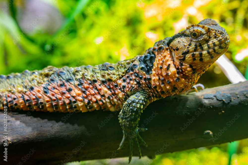 The Chinese crocodile lizard (Shinisaurus crocodilurus) is a ...