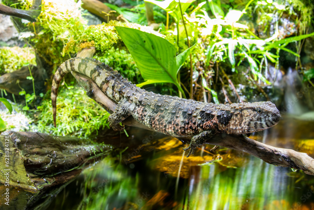 The Chinese crocodile lizard (Shinisaurus crocodilurus) is a ...