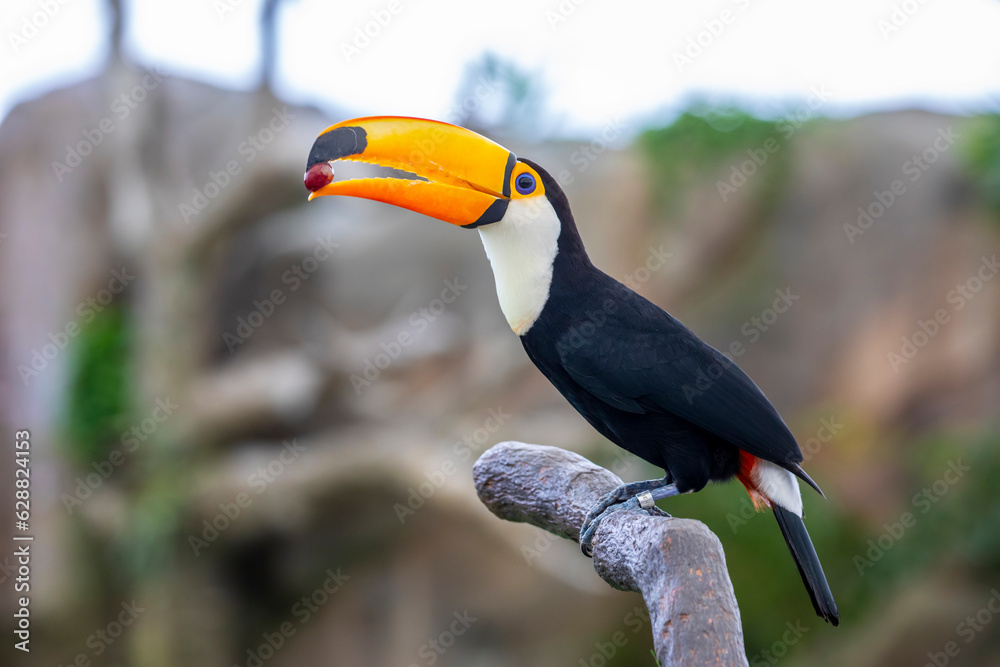 The toco toucan (Ramphastos toco) is the largest and probably the best ...