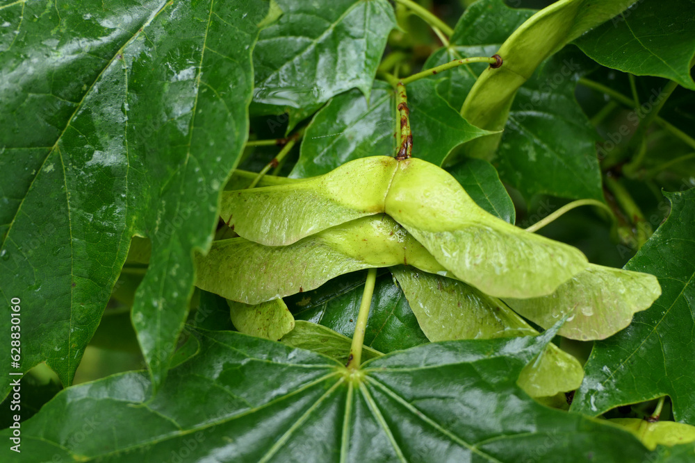Keys of the Norway Maple Tree (Acer platanoides) covered in raindrops ...