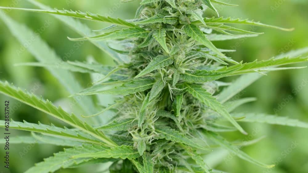 Macro detail of ripe cannabis plant - hemp - in 4K VIDEO. Blooming ...