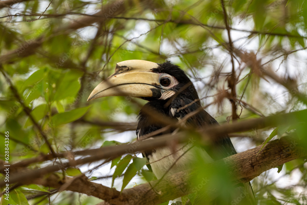 The oriental pied hornbill, Anthracoceros albirostris is an Indo ...