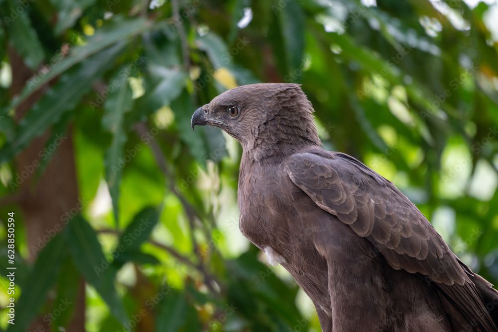 Eat its prey, The changeable hawk eagle or crested hawk eagle, Nisaetus ...
