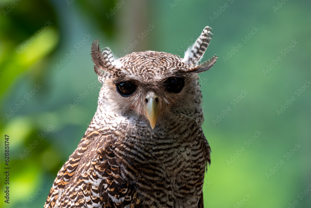 The barred eagle owl, Ketupa sumatrana, also called the Malay eagle owl ...