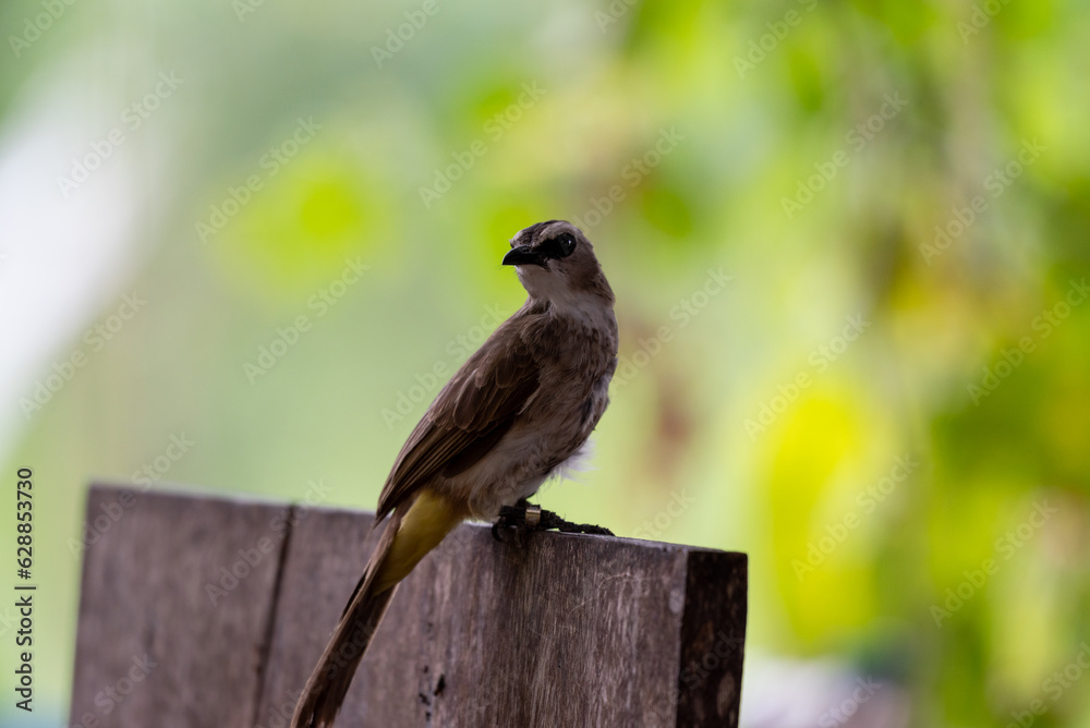 The yellow vented bulbul, Pycnonotus goiavier, or eastern yellow vented ...