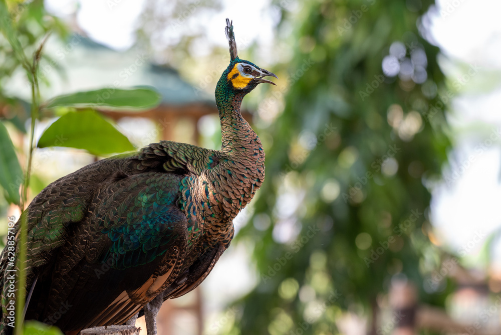 The green peafowl, Green Peacock, Pavo muticus is a peafowl species ...