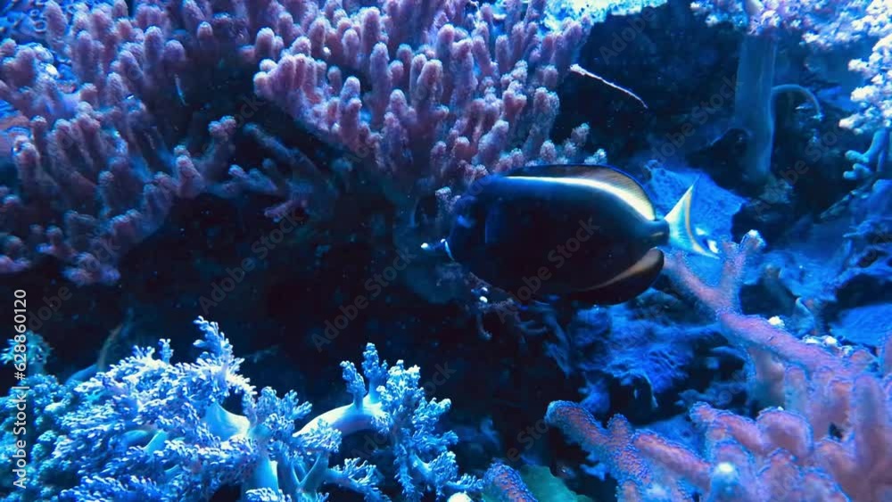 small blue fish named blue tang swimming at blue coral reefs sea water ...