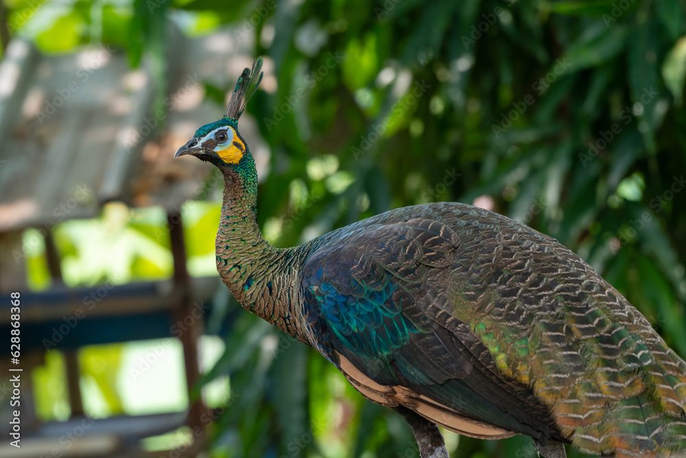 The green peafowl, Green Peacock, Pavo muticus is a peafowl species ...