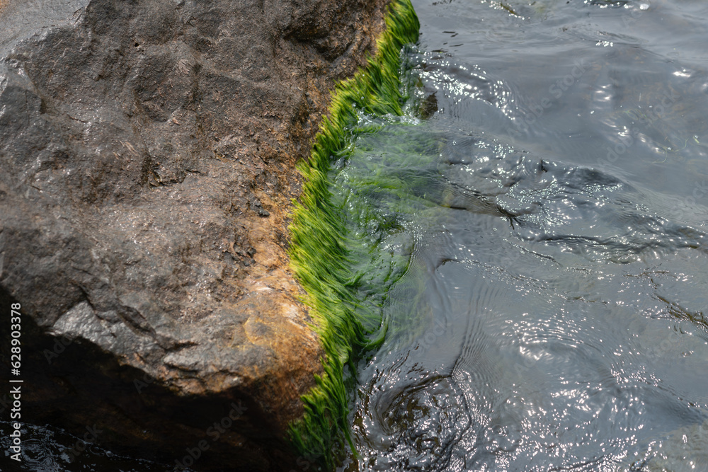 contrast of textures hard stone surface with swaying green algae and ...