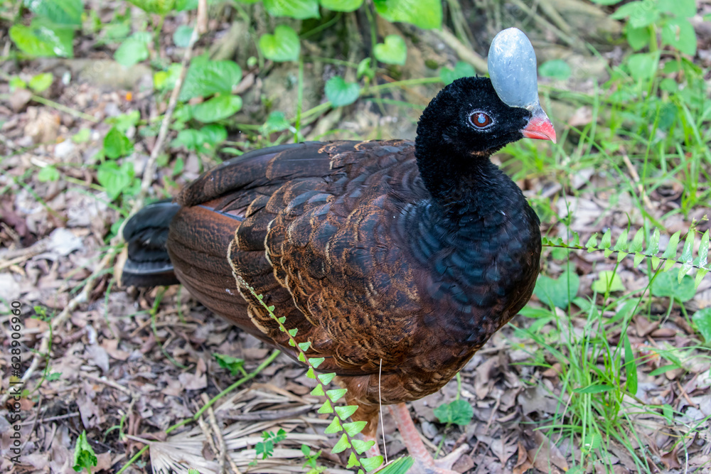 A female helmeted curassow (Pauxi pauxi) with rufous morph. A large ...