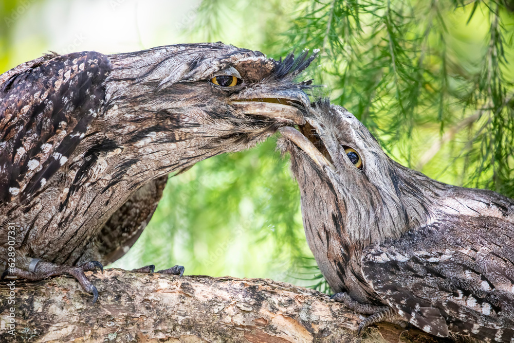 Two Tawny frogmouth are fighting, it seems like kiss, It is a species ...